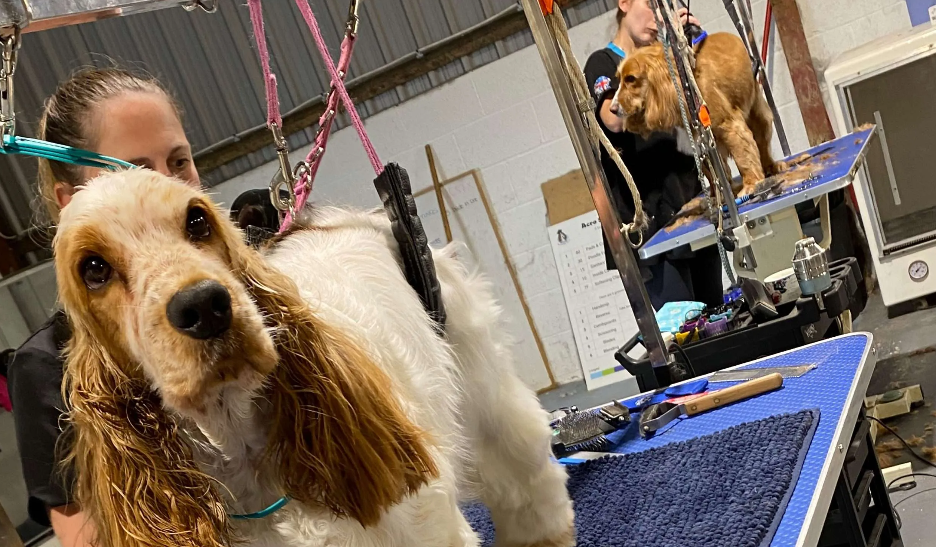 Leicester Dog Grooming Course